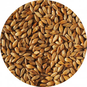 Crisp Malt | British Malting Company | Manufacturer & Malt Supplier