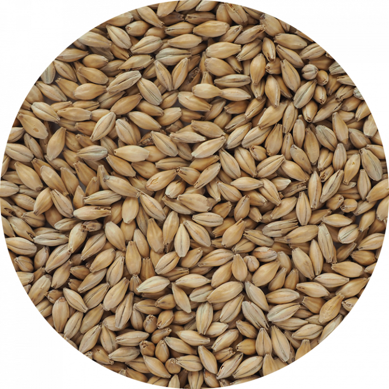Distilling Malt | Plain & Peated Malt For Scottish Whisky | Crisp Malt