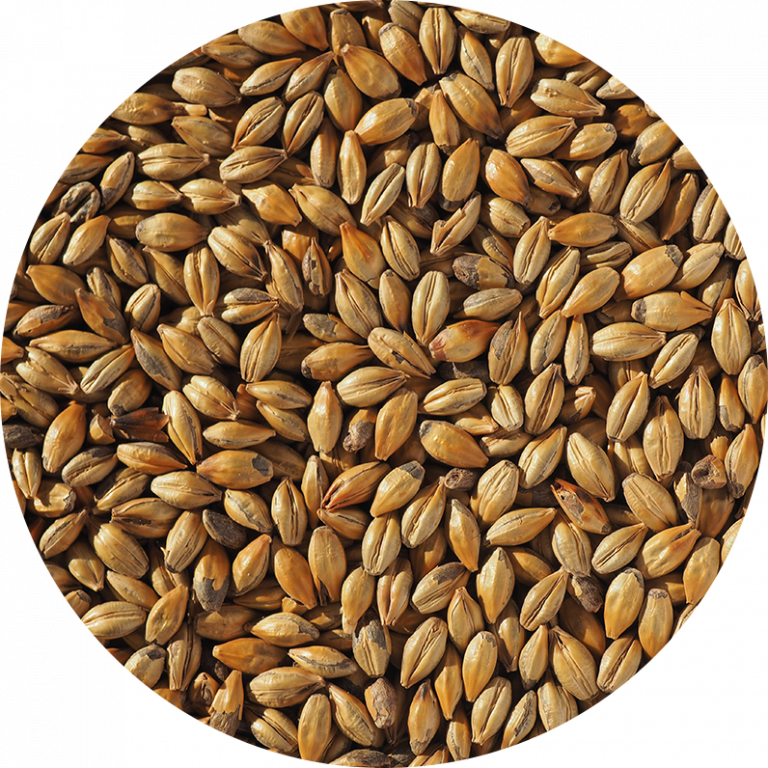 Crisp Malt | British Malting Company | Manufacturer & Malt Supplier