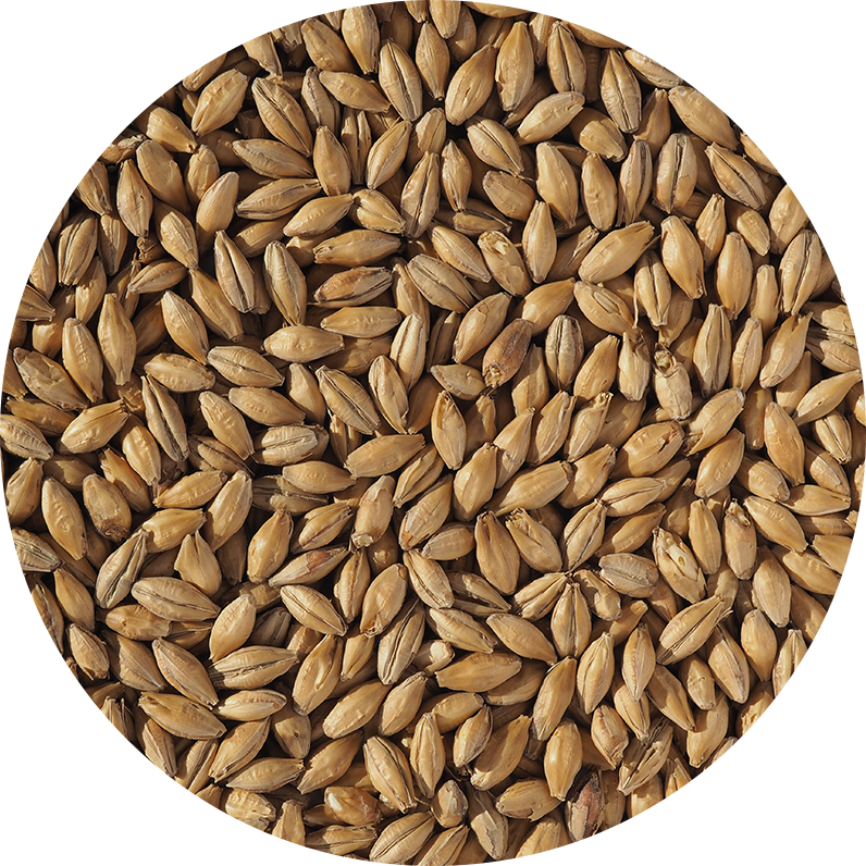 Clear Choice Pale Malt | Crisp Malt | Base Malt for IPA Hop Profile Beers