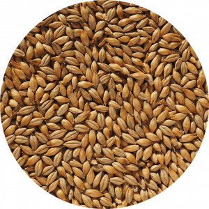 Crisp Malt | British Malting Company | Manufacturer & Malt Supplier