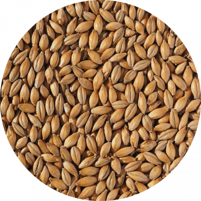 Roasted Malts For Brewing | Crisp Malts | Special Barley Malts