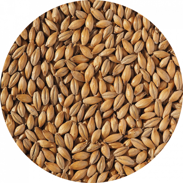Crisp Malt | British Malting Company | Manufacturer & Malt Supplier