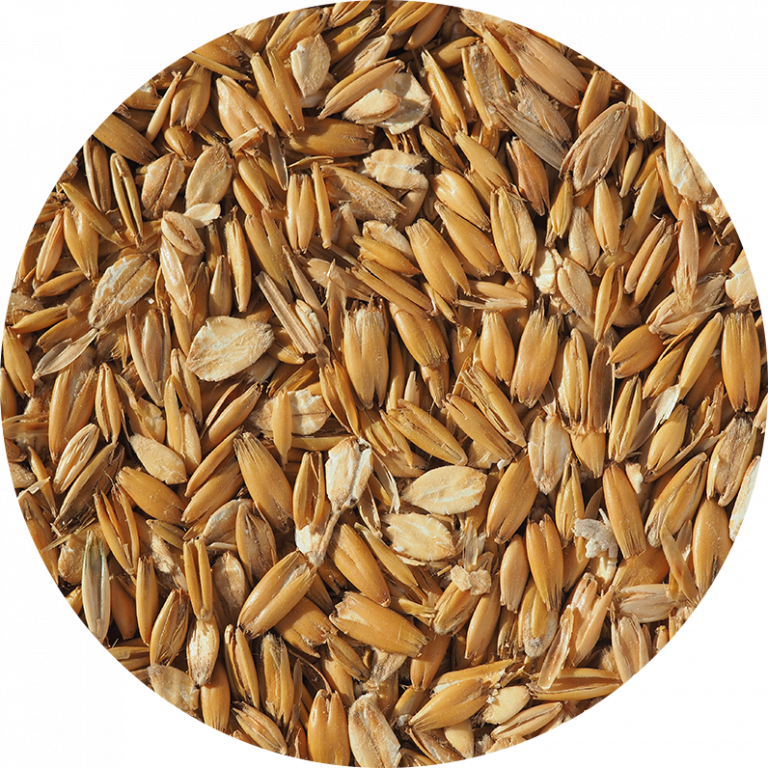 Torrefied Wheat vs Wheat Malt For Brewing or Distilling | Crisp Malt