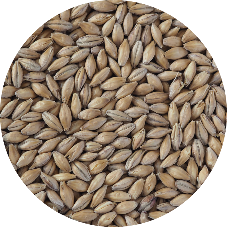 High Diastatic Power (HDP) Malt | Crips Distillers Malt | Whiskey & Spirits