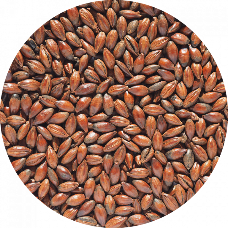 Crisp Malt | British Malting Company | Manufacturer & Malt Supplier