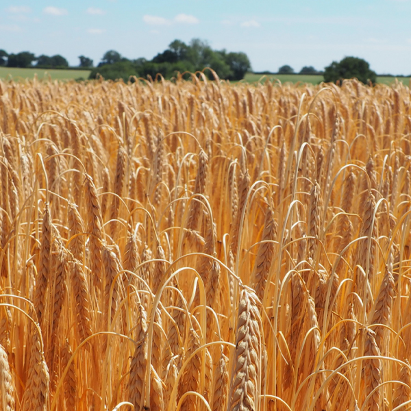 Our Malts | Crisp Malt | British Wholesale Malt Supplier Since 1870