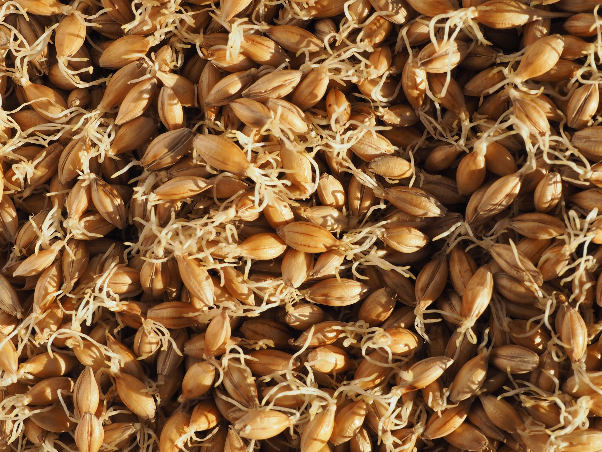 Story of Maris Otter | British Two Row Malted Barley | Crisp Malt