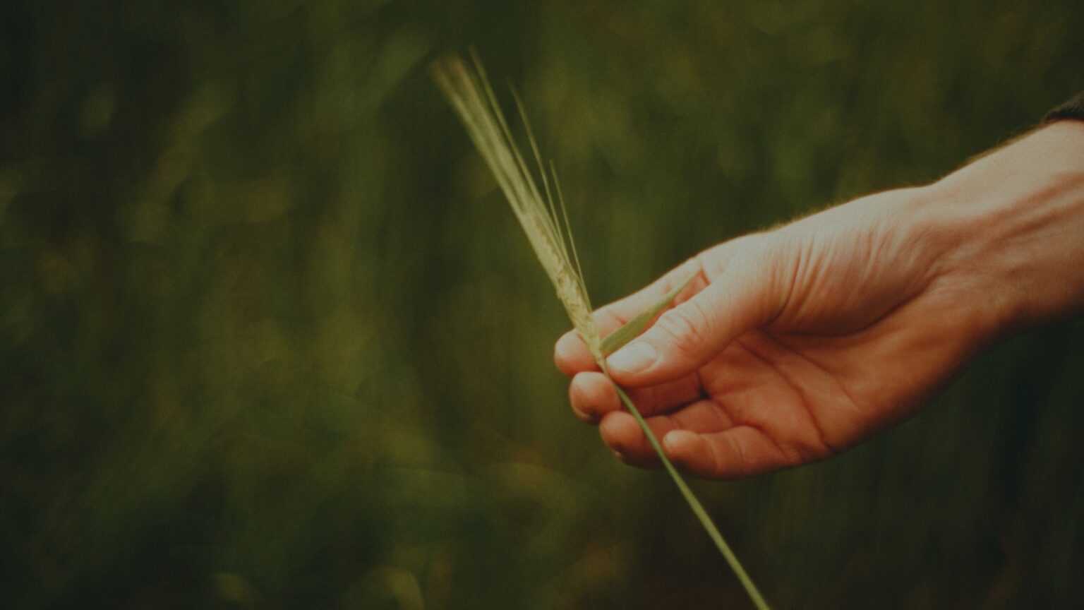 Better Barley, Better Brew | Clear Choice Malt | Cost Saving Malt